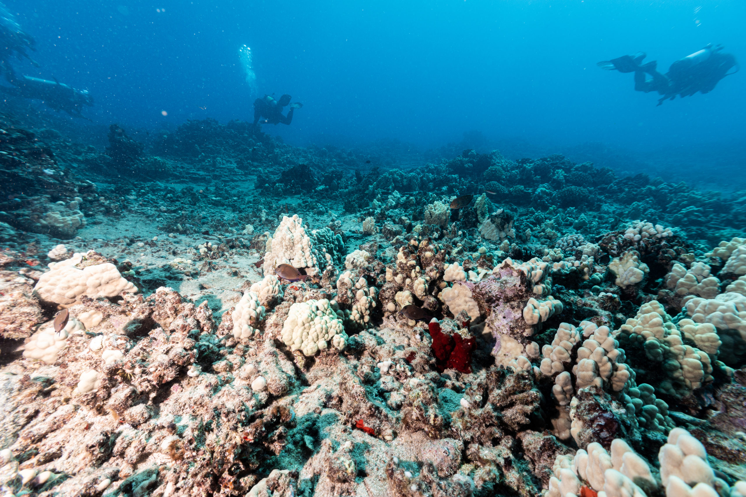 MAUNALUA BAY CORAL BLEACHING - Pacific Diving Academy